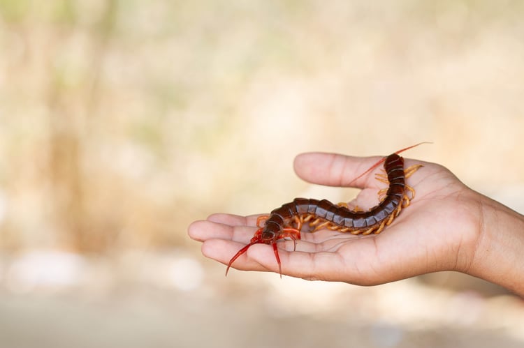 Texas RedHeaded Centipede