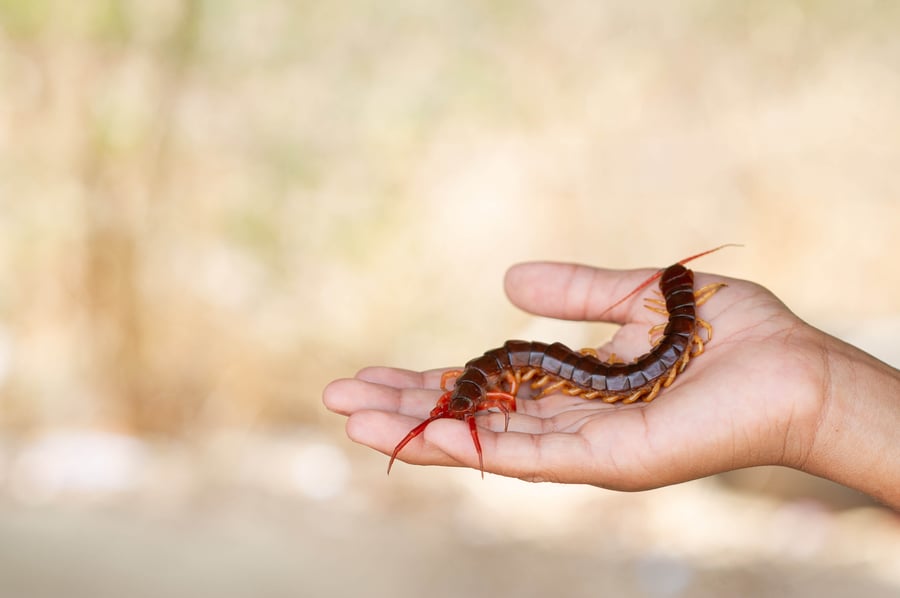 Texas RedHeaded Centipede
