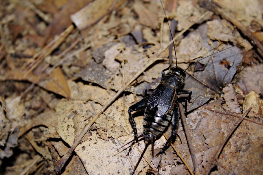 Do Insects Have Brains?