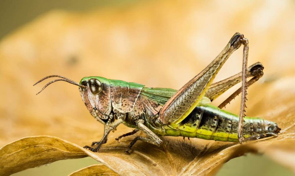 Grasshopper vs Locust